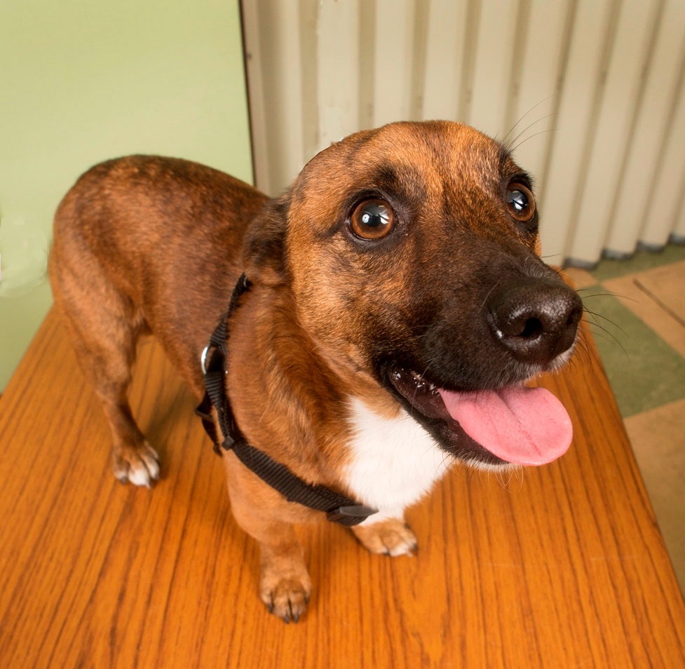 Salix Homes leads the way after scooping animal welfare award | Salix Homes