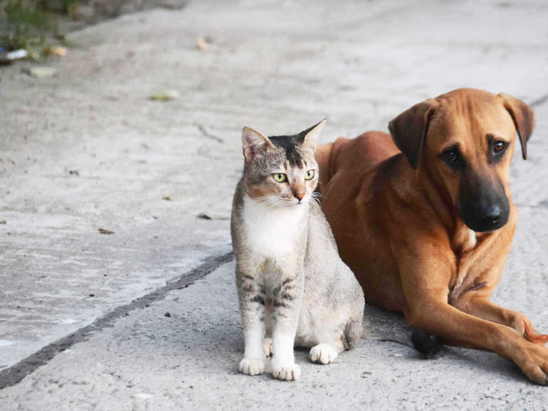 Keeping a pet | Salix Homes